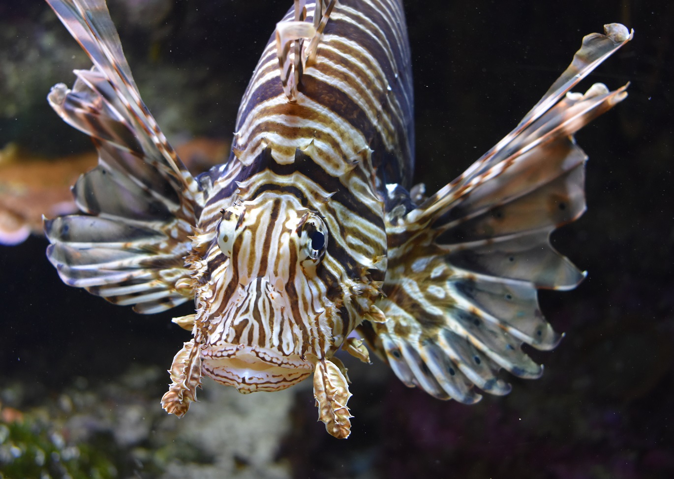 ZOOTOGRAFIANDO (6.100 ANIMALS): PEZ LEÓN COLORADO / RED LIONFISH ...