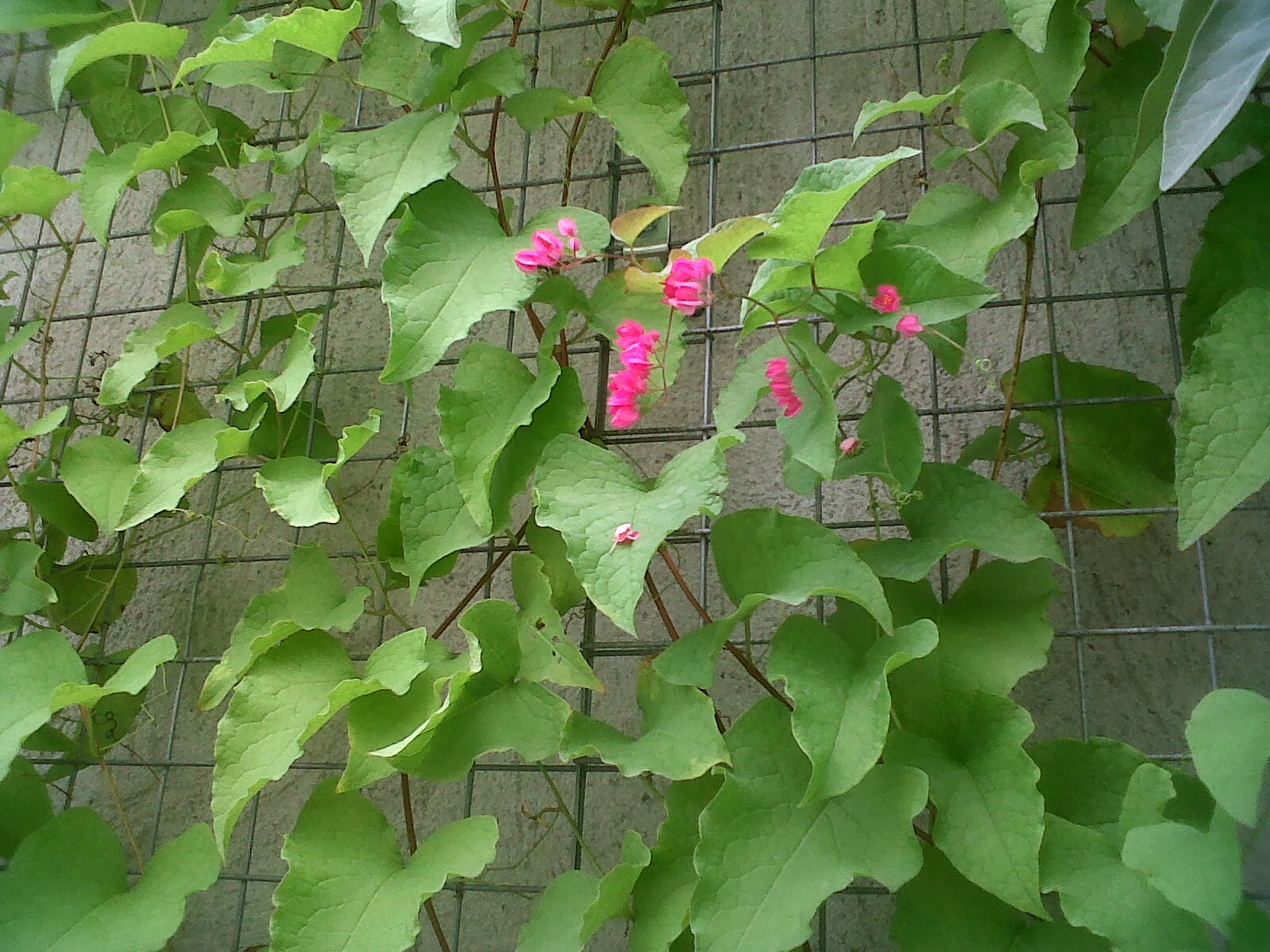 Sumber Ilmu Pengetahuan: BANGUN DAUN ( CIRCUM SKRIPTIO )