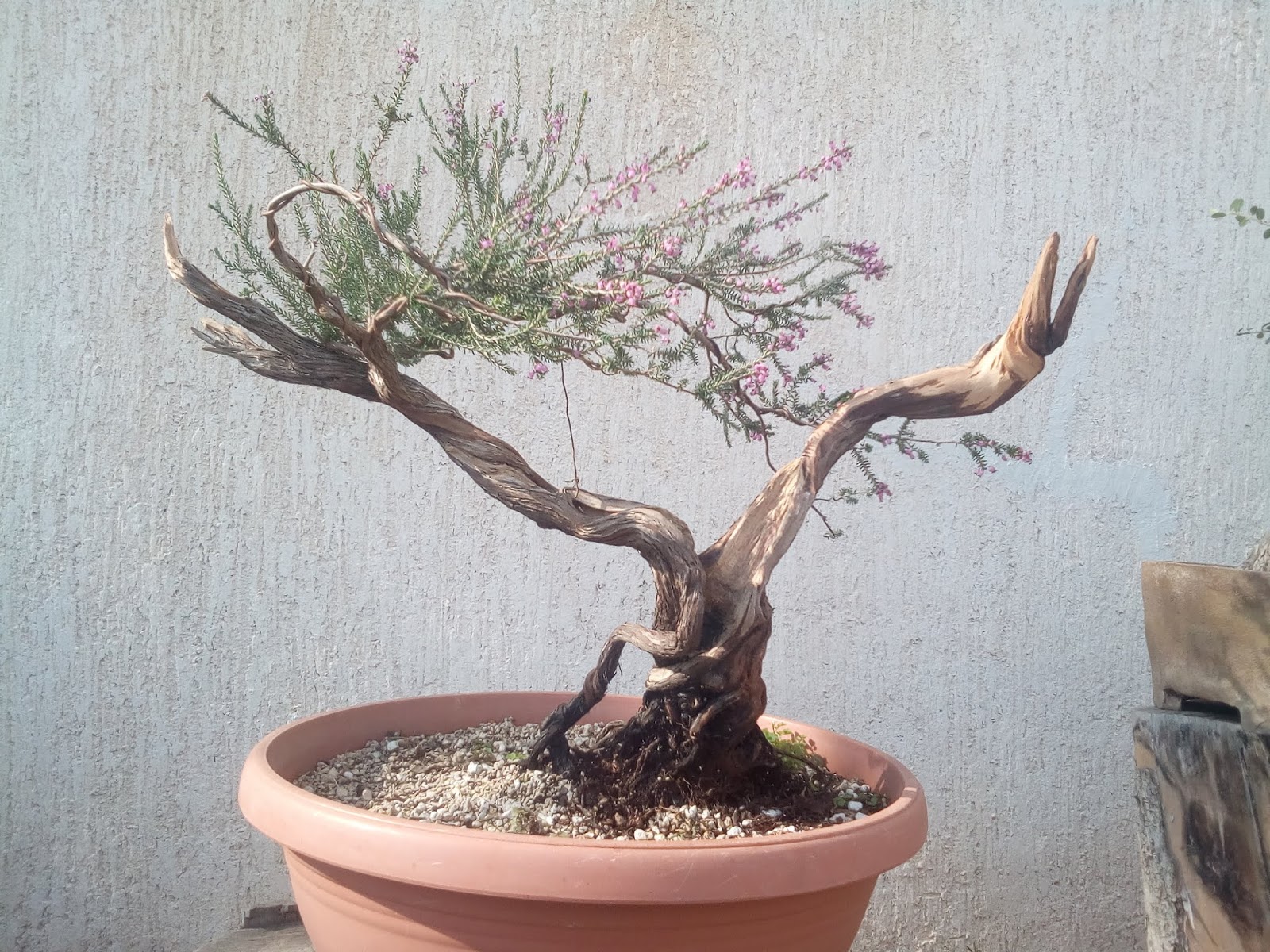 bonsai studio kostas: Ρείκι -heather-erica manipuliflora