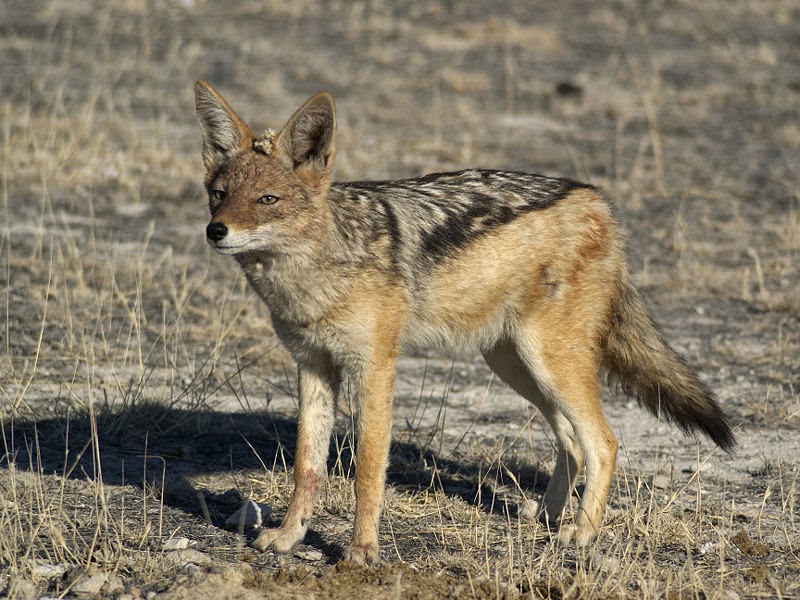 All Animals: Jackal Profile,News,Photos