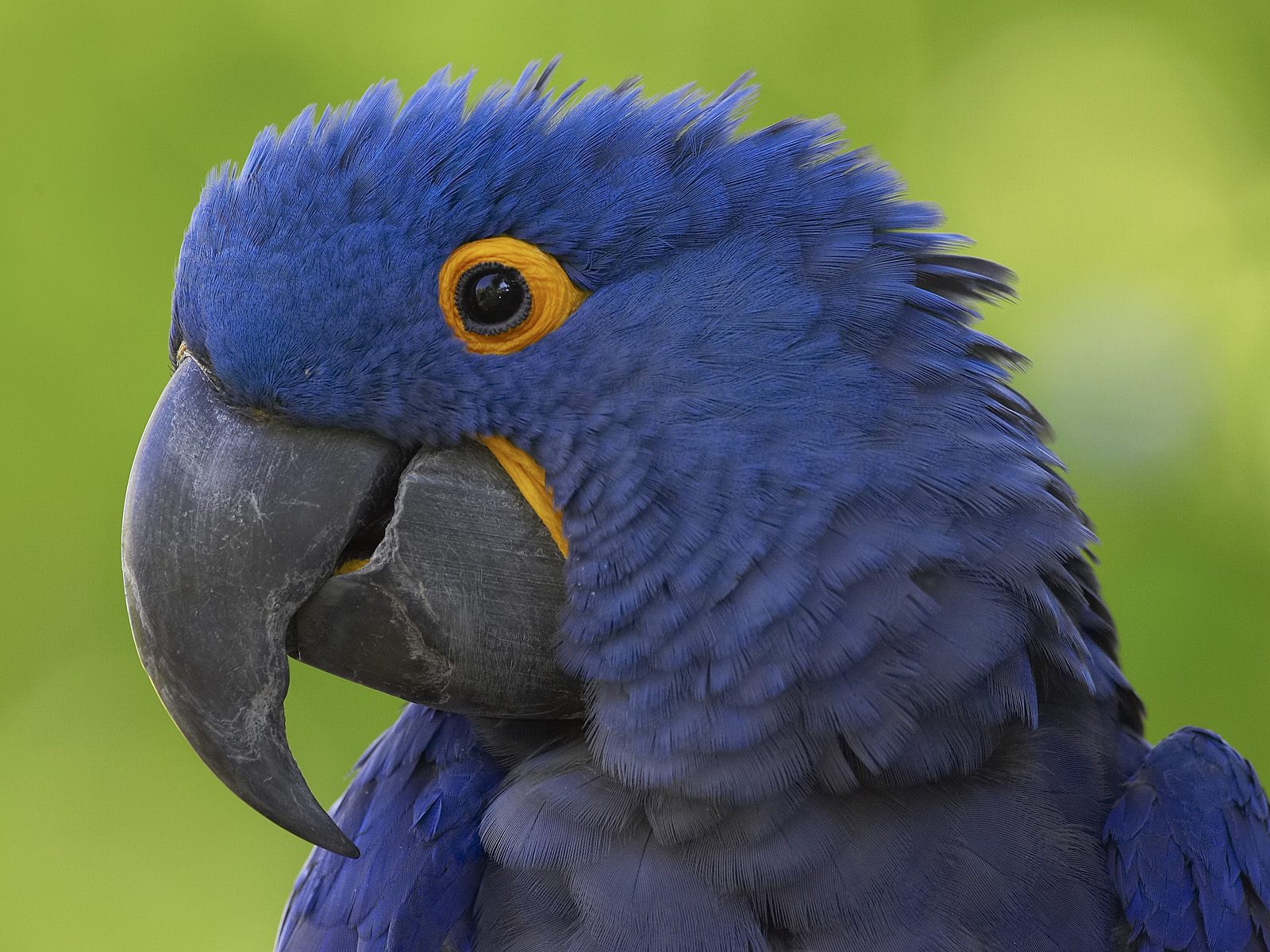 Hyacinth Macaw ~ Birds World