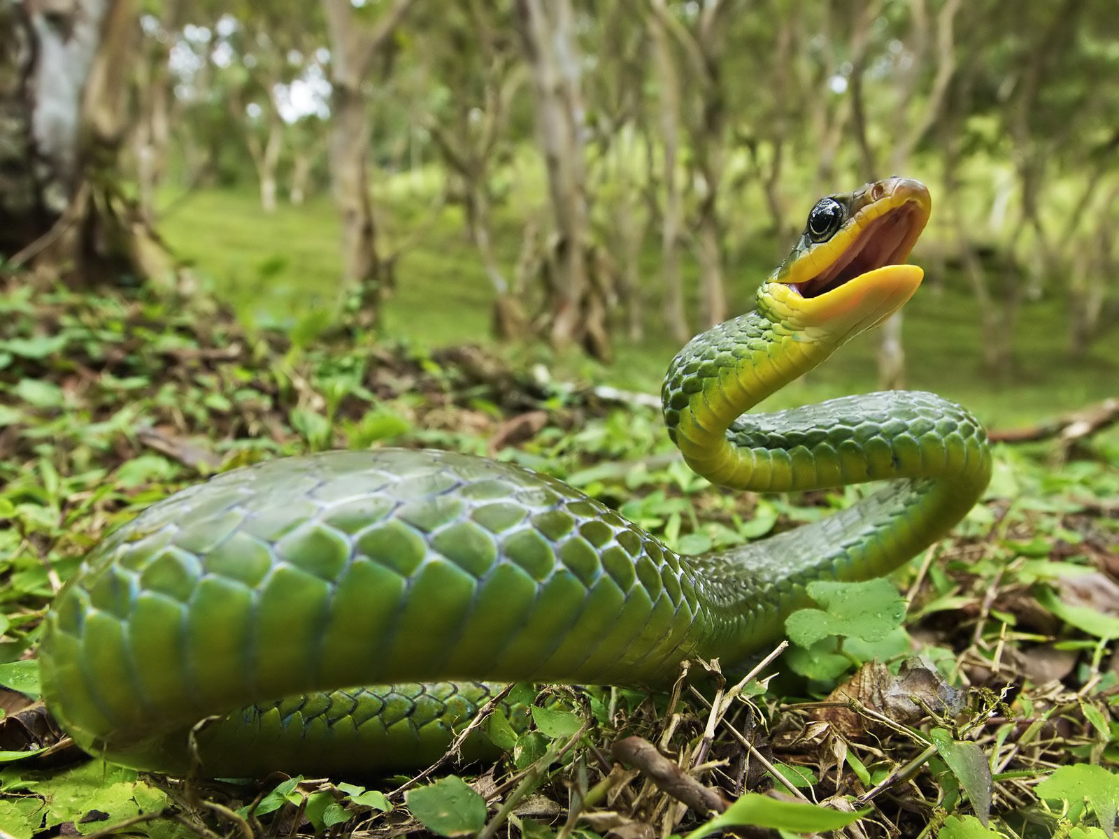 My toroool: HD Wallpaper of Green Snake