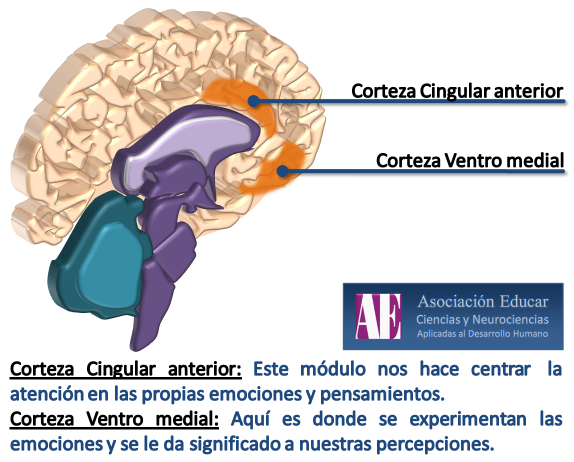 Teoria de la Mente y Neuroeconomía