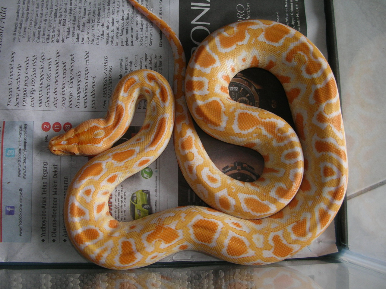 Retic Baby Bali Less Granit Het Albino | Hewan Indonesia dan Jual Beli