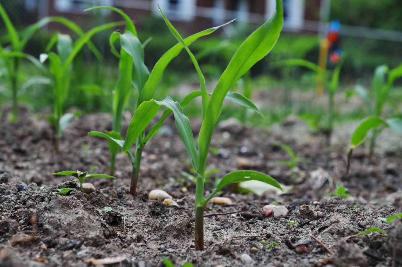 Garden Update: the Destructive ROUS Edition