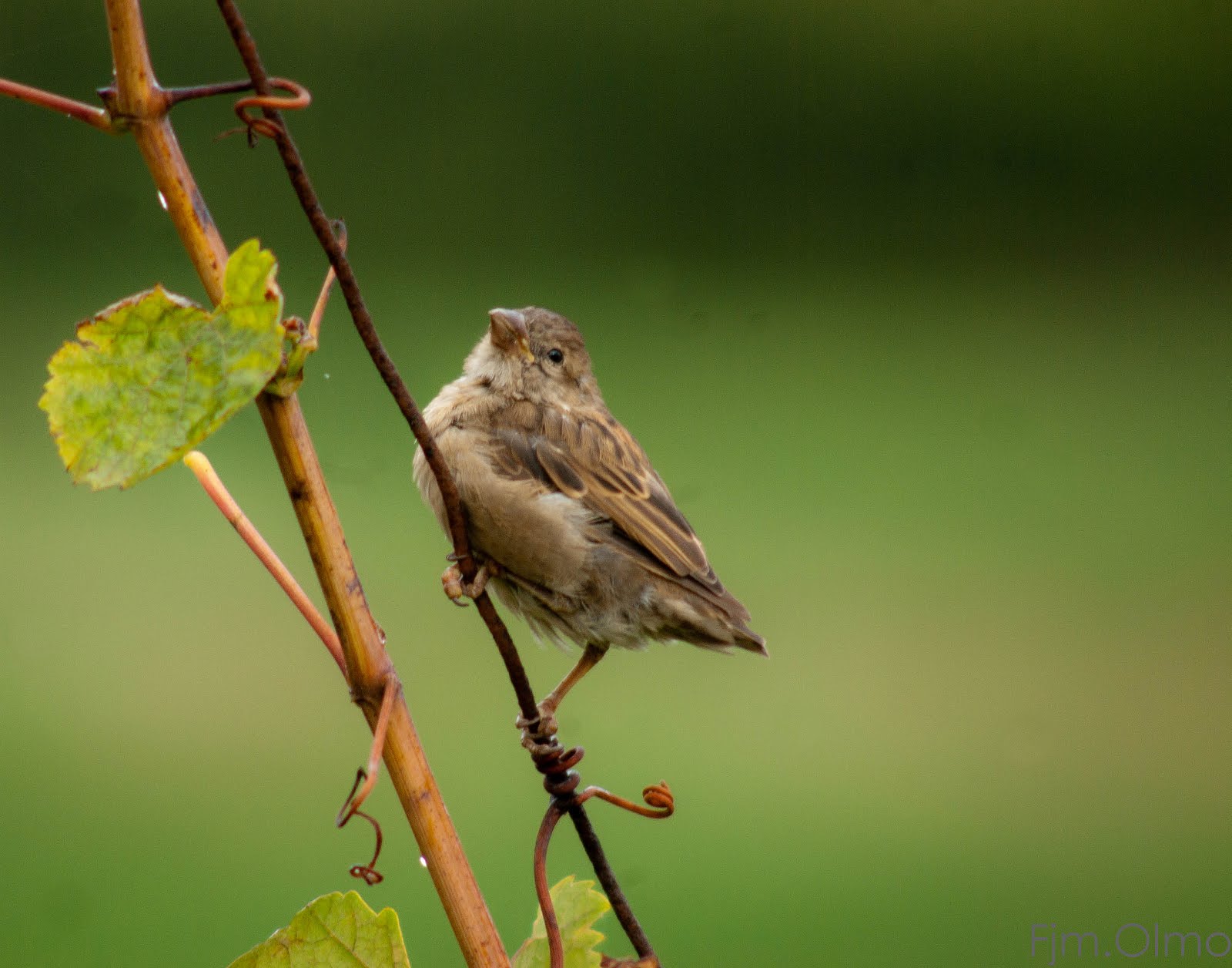 HEGAZTIKLIK: GORRIÓN COMÚN (Passer domesticus)