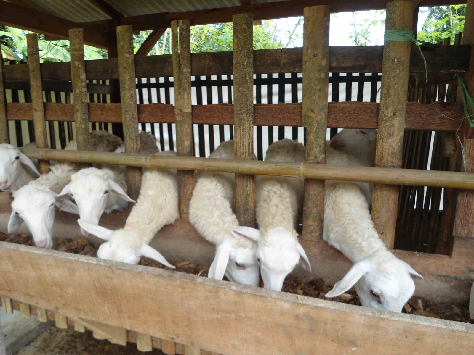 MODERN FARMS: TIPS SUKSES CARA PENGGEMUKAN KAMBING