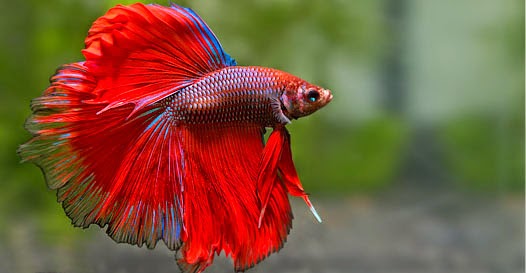 7 curiosidades sobre o peixe beta