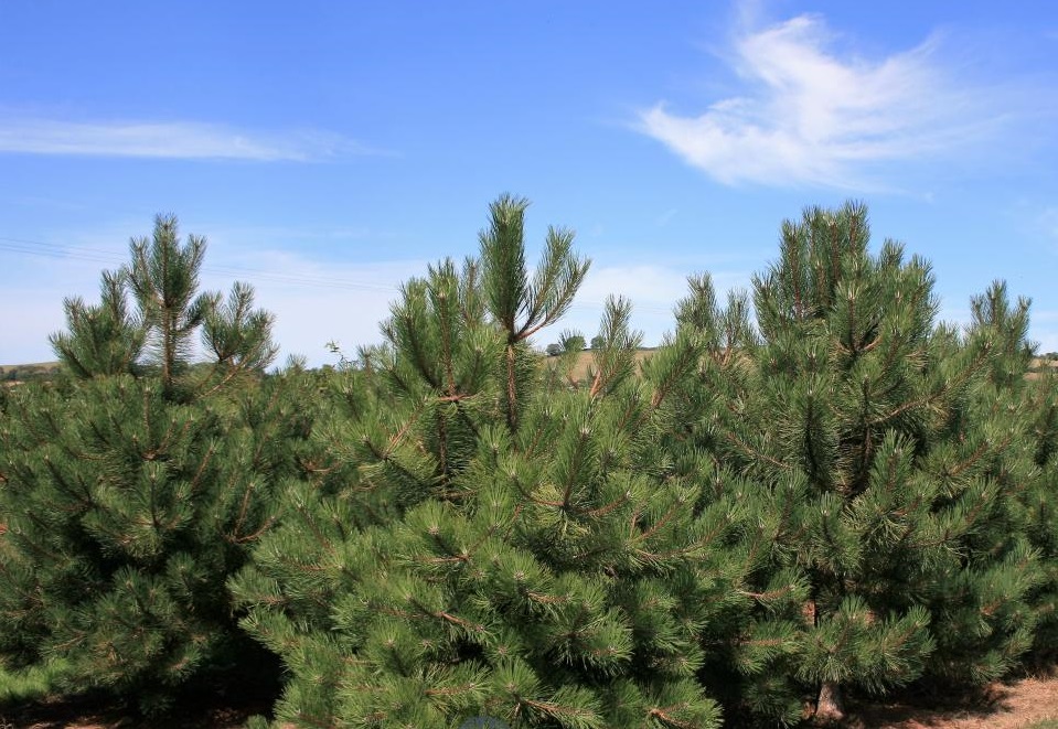 Trees Planet: Pinus nigra maritima – Corsican Pine