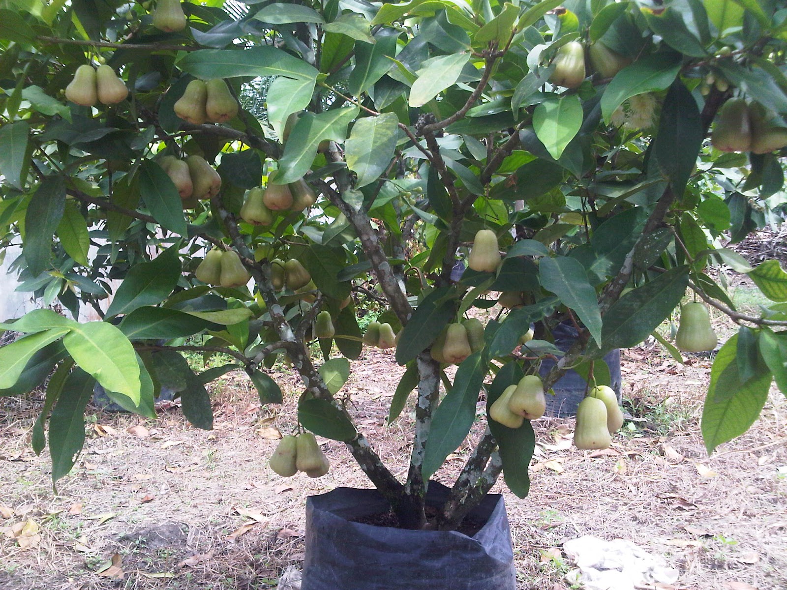 Lee Seon Yeon : Cara Budidaya Jambu Air Citra (Demak) Cepat Dan Mudah ...