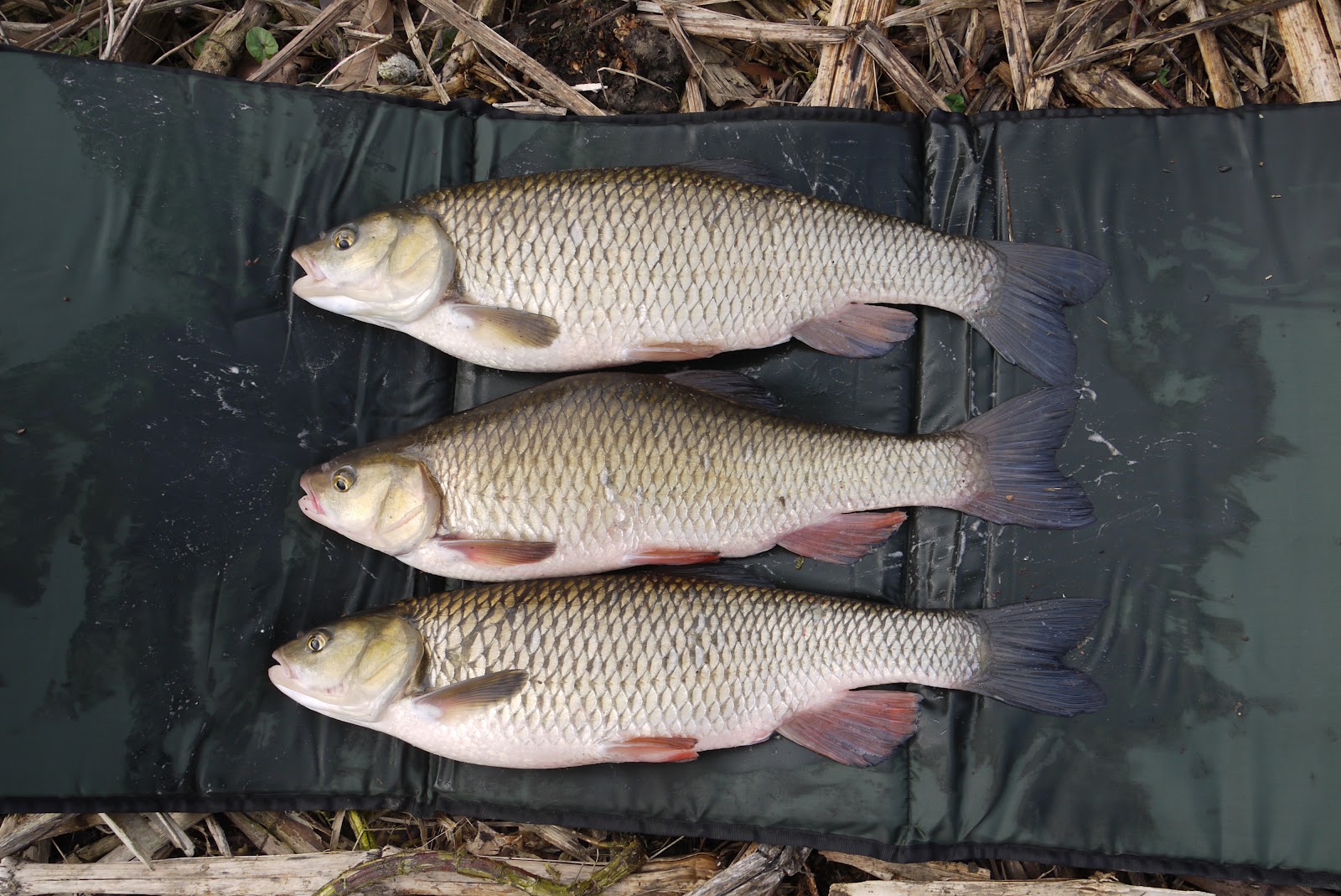 James' Angling Adventures.: Chub Fishing