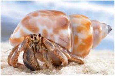 PESCA DALLA SPIAGGIA e LE SUE TECNICHE: PAGURO ( esca )