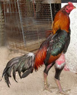 Hobi Ayam Tangkas: the ganoi extrem fighter dari vietnam