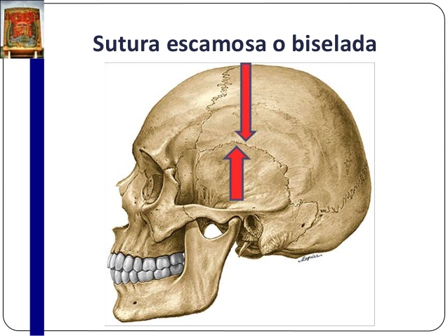 Anatomia P. F. : mayo 2017