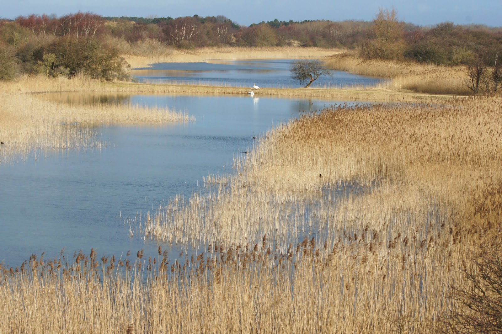 (AWD)....... AMSTERDAMSE WATERLEIDINGDUINEN: Overwinteren in de AWD