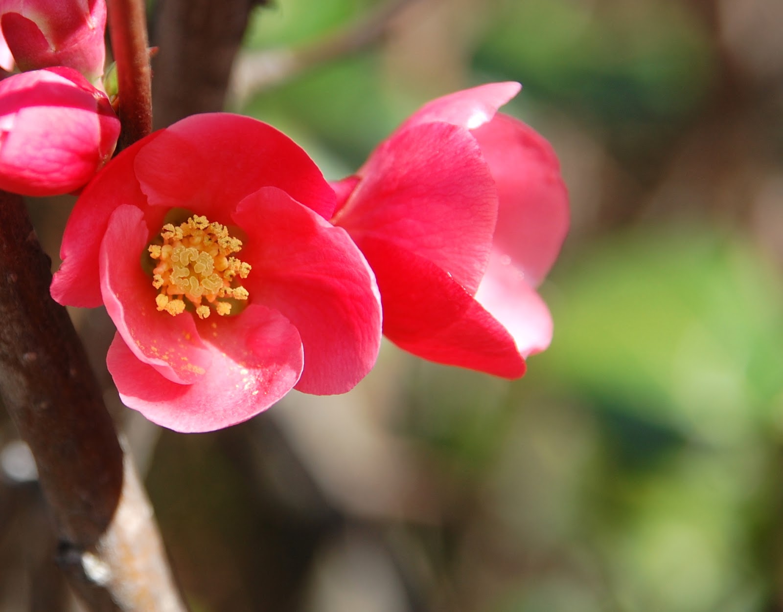 季節の風景: ボケの花 (その1）