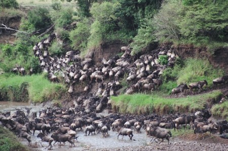 Dogs: Beauty Animal Migration