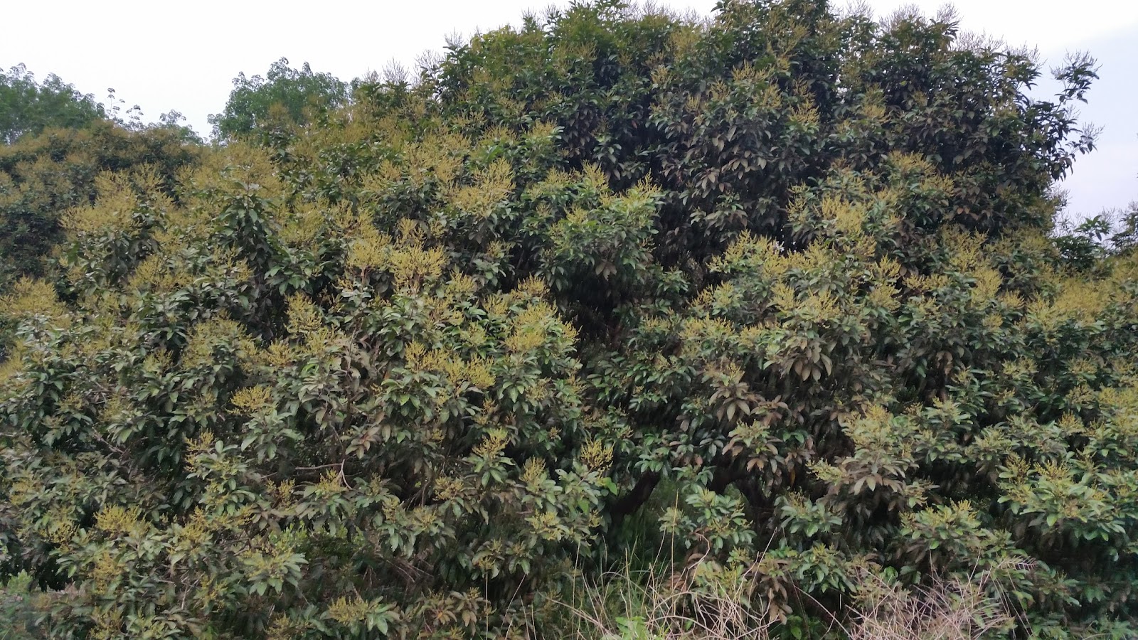 Warisan Petani: Pokok Rambutan Mula Berbunga