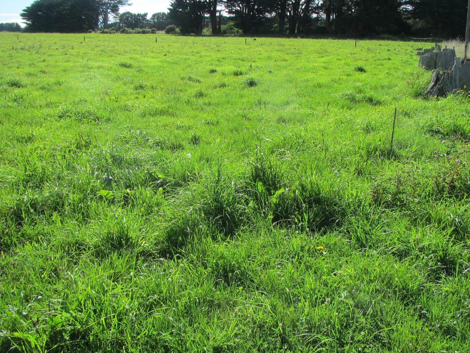 Pasture to Profit: If You Don’t Measure You Can’t Control...Basic ...