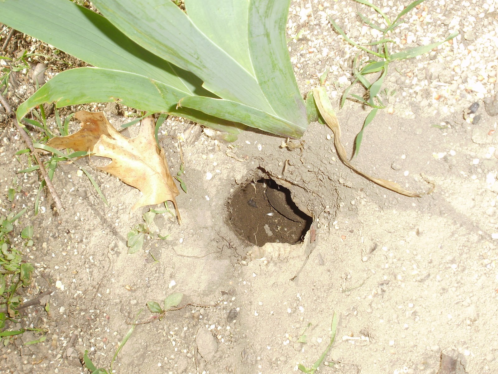 Vole Traps Supplies And More