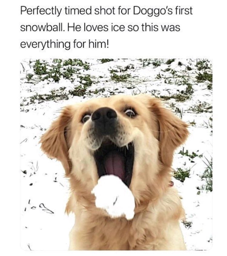 Doggo's first snowball! (meme)