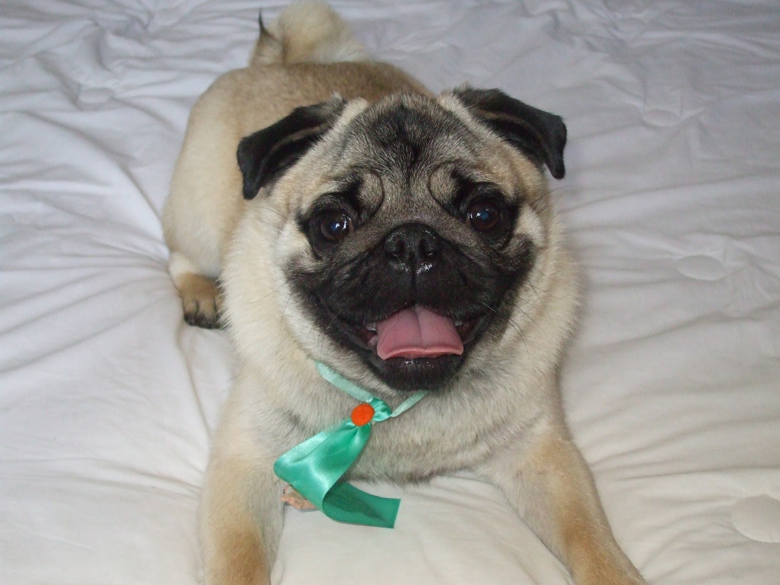 Pugs: WEB - Meu Pug