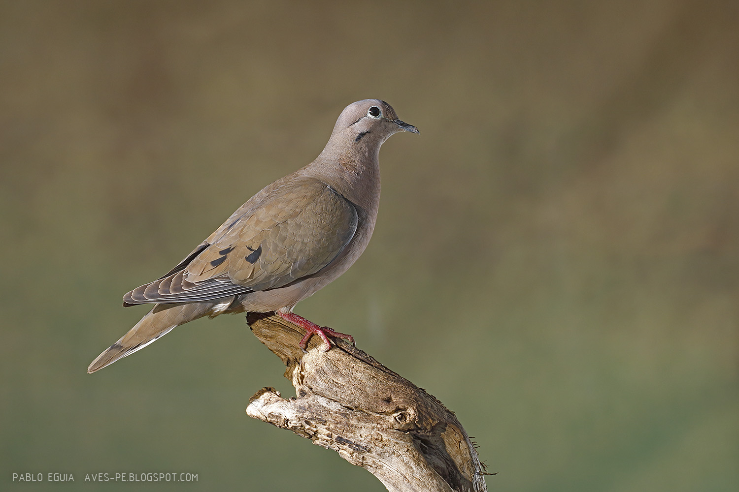 mis fotos de aves: Zenaida auriculata Torcaza Común Eared Dove