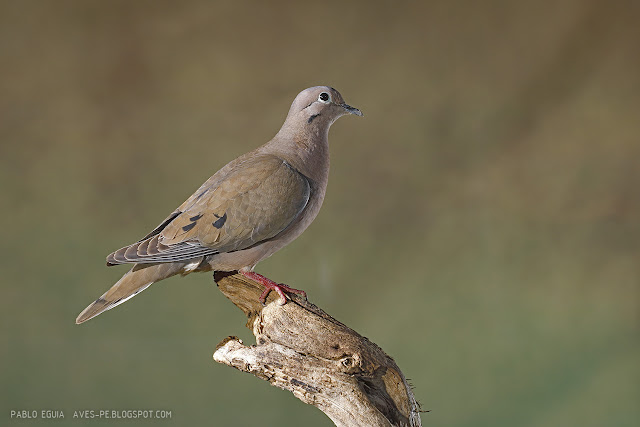 mis fotos de aves: Zenaida auriculata Torcaza Común Eared Dove