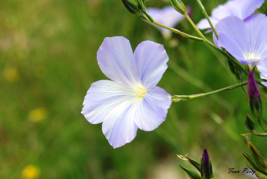 Flora de la Península Ibérica: Linum usitatissimum, (Fam. Linaceae ...