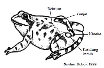Blog Gue, Jadi Suka-Suka Gue!: Sistem Ekskresi Pada Katak