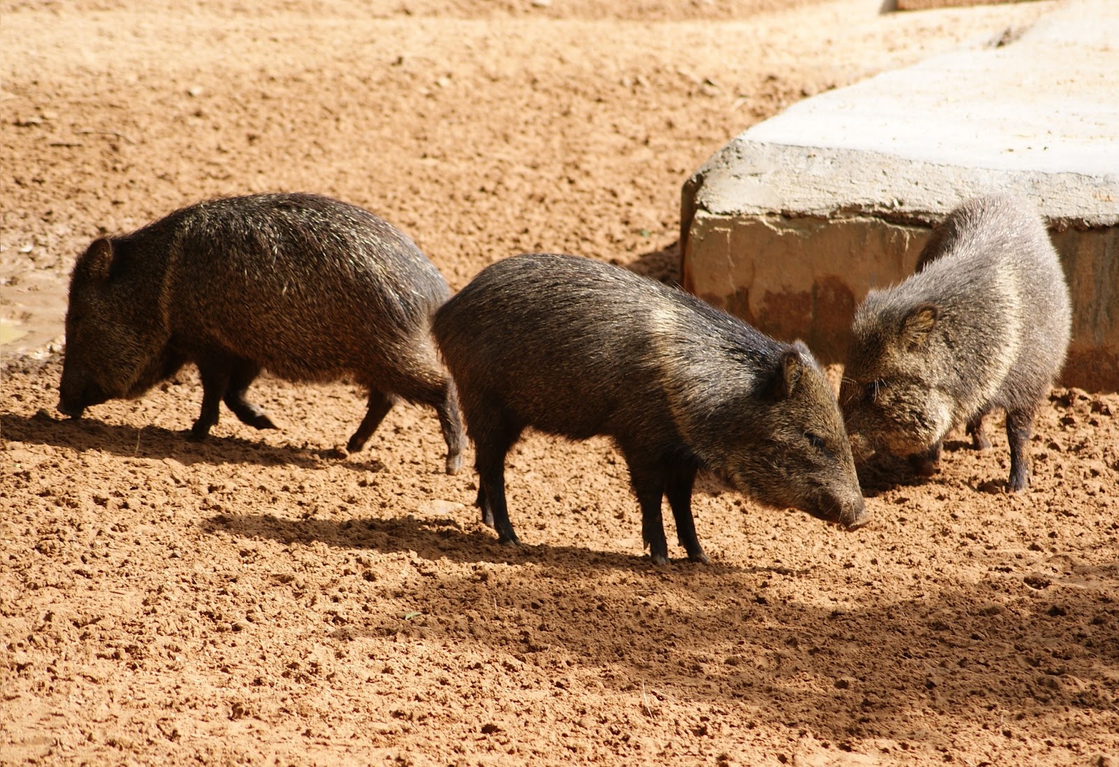 Fotografias de animais: Cateto