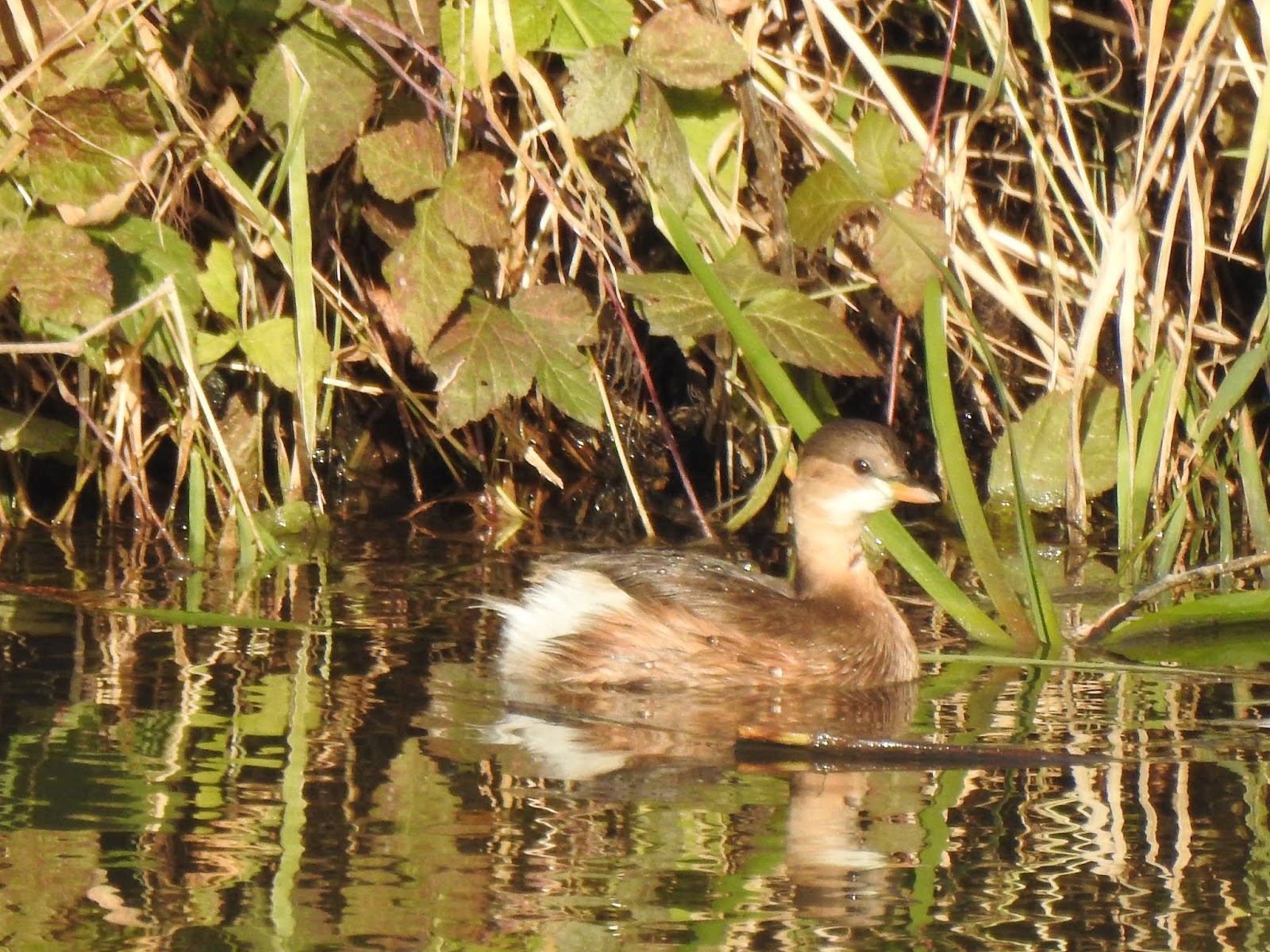 PASARI DIN ROMANIA: corcodel mic
