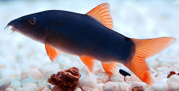 Ikan Botia - 7 Jenis Ikan Botia Hias dan Harga Ikan Botia | Hewan Air ...