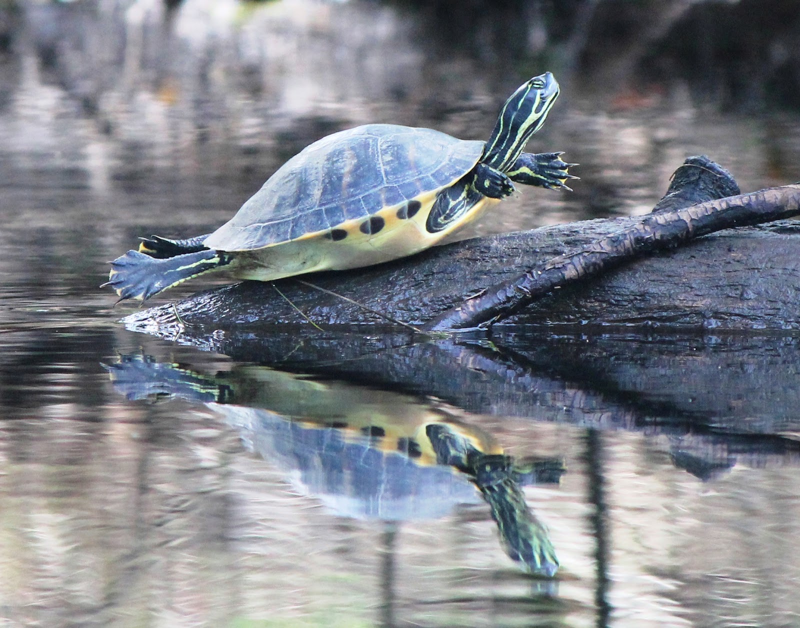 Views From Our Kayak: Econlockhatchee River