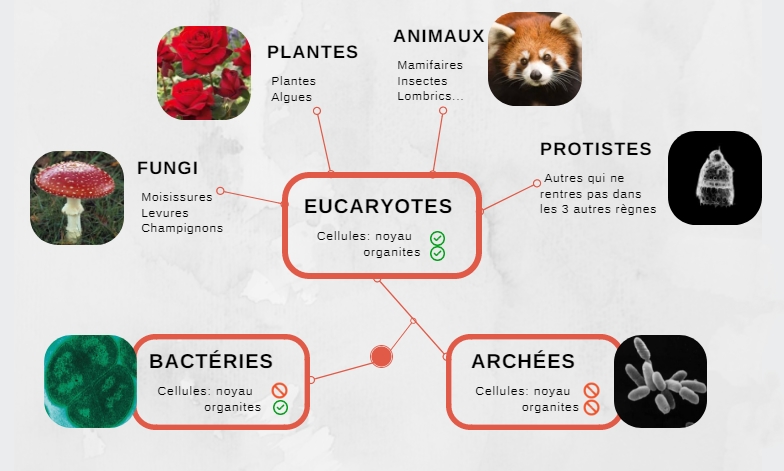 Les champignons ne sont pas des plantes ; Les règnes du vivant - 1550