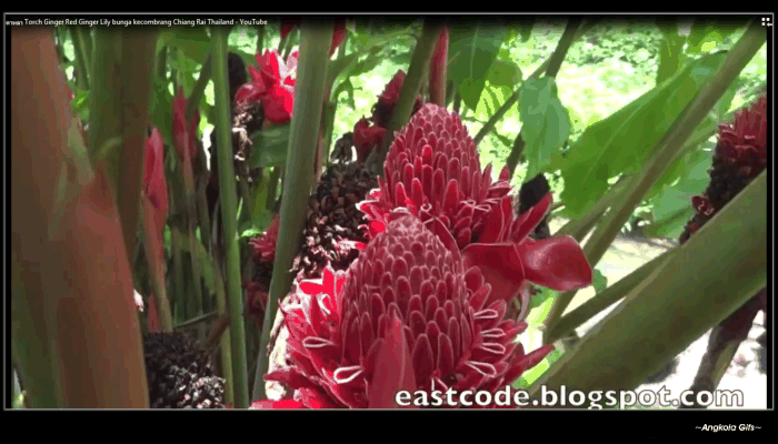 Galeri Pertanian / Perkebunan / Perikanan: Kecombrang / Honje /Kincung ...