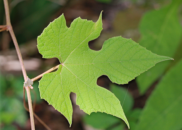 Fruit Seeds of Southern Michigan: Vitis spp. -- Grapes
