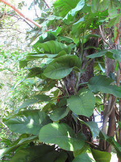 LRC Digital Newsletter: Vines Wrapped around a Tree