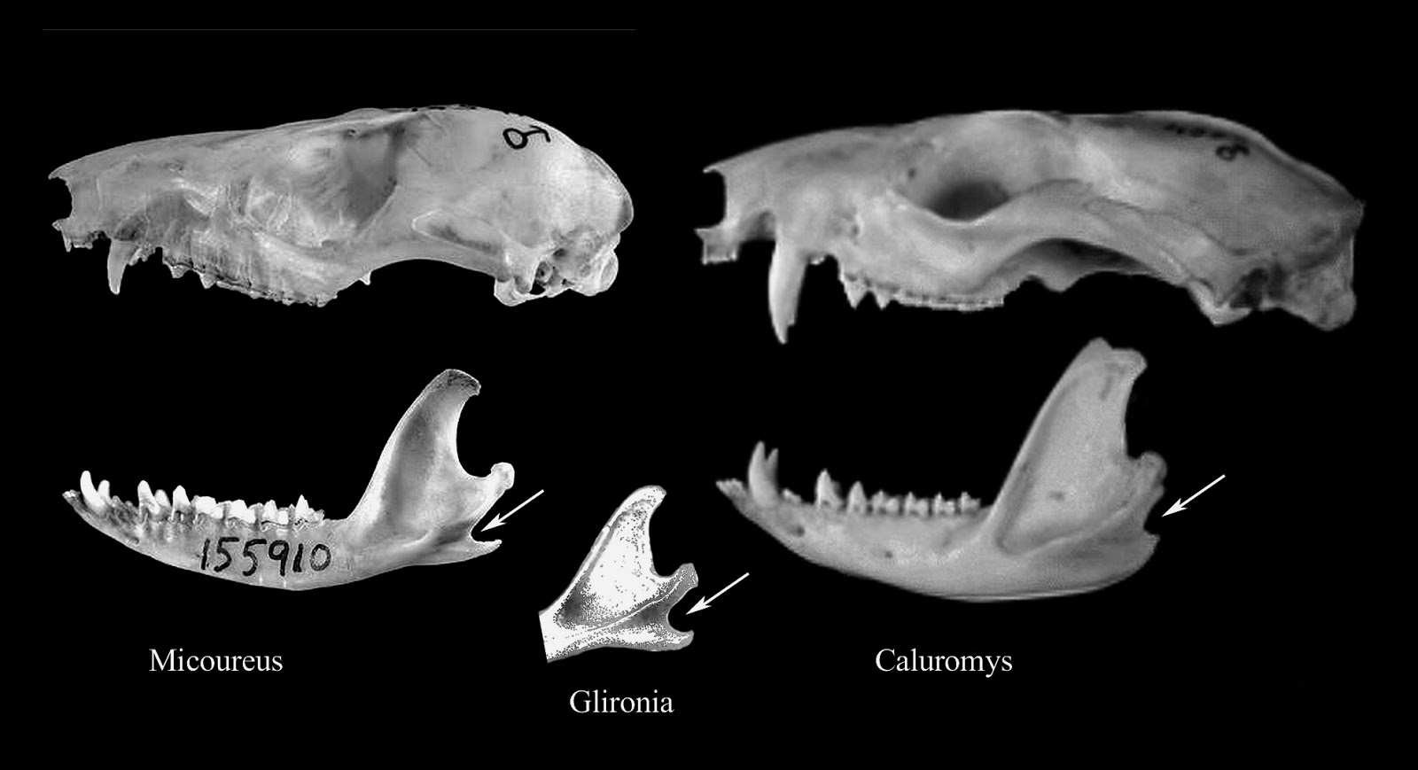 "A EVOLUÇÃO DOS MAMÍFEROS" THE Evolution OF THE MAMMALS: MARSUPIAL ...
