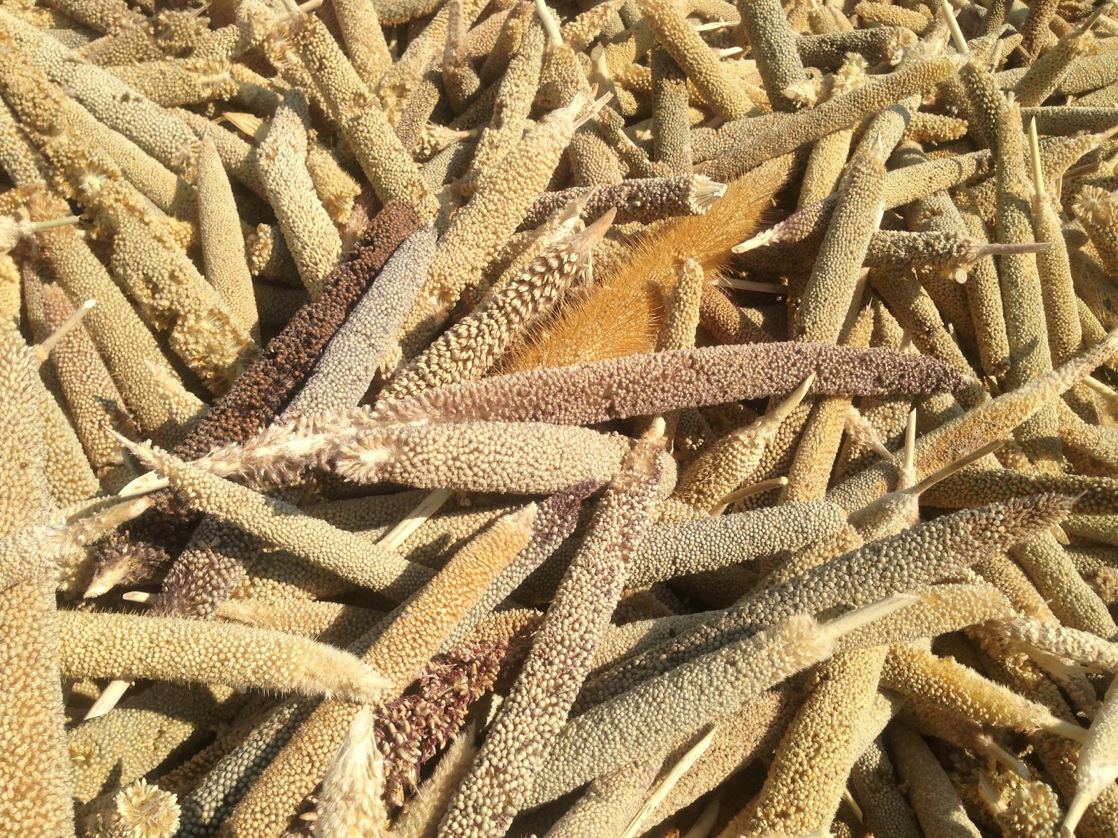 The Oryx Chronicles: Beating Mahangu