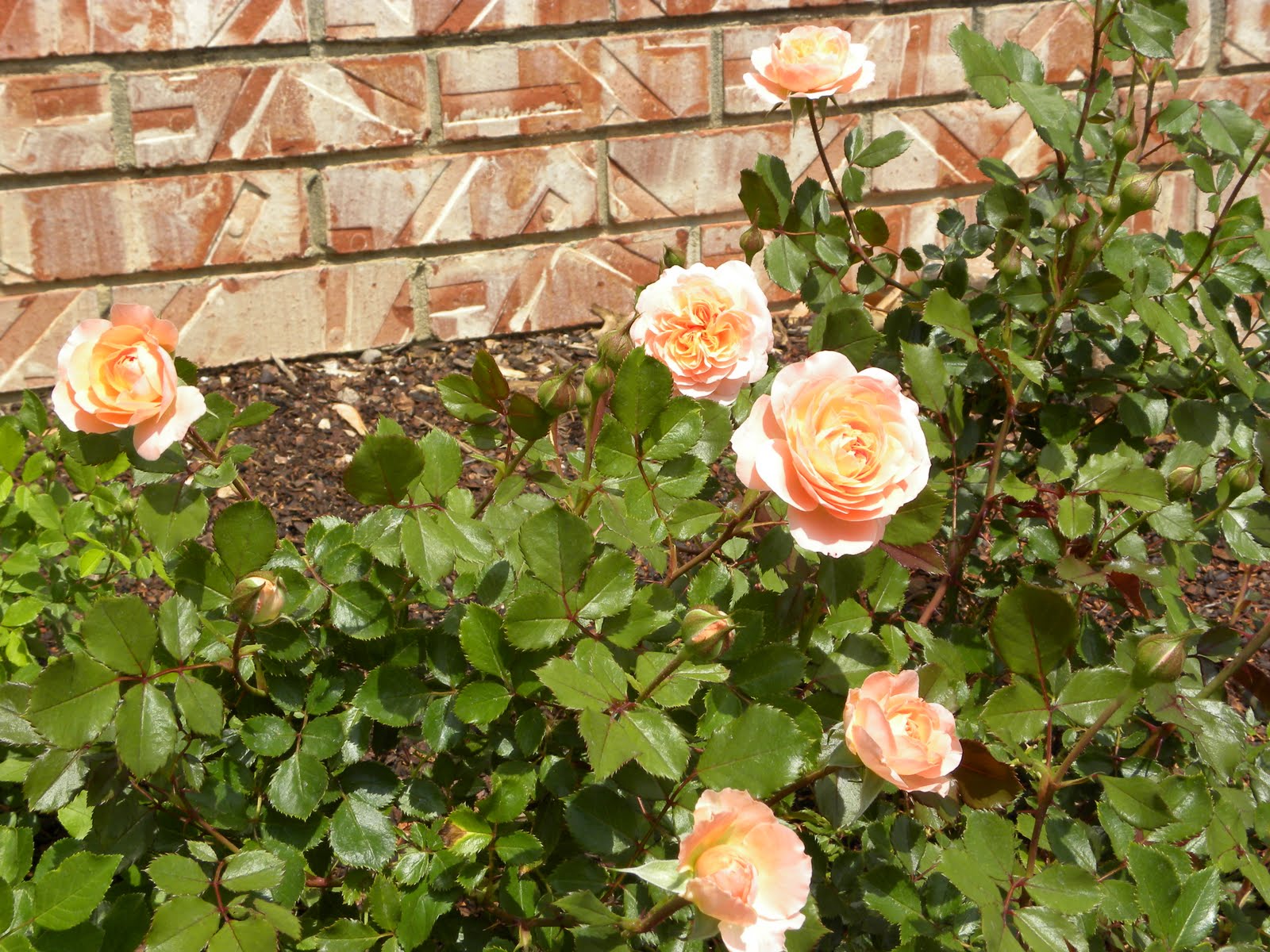 Red Dirt Roses: Precious Dream