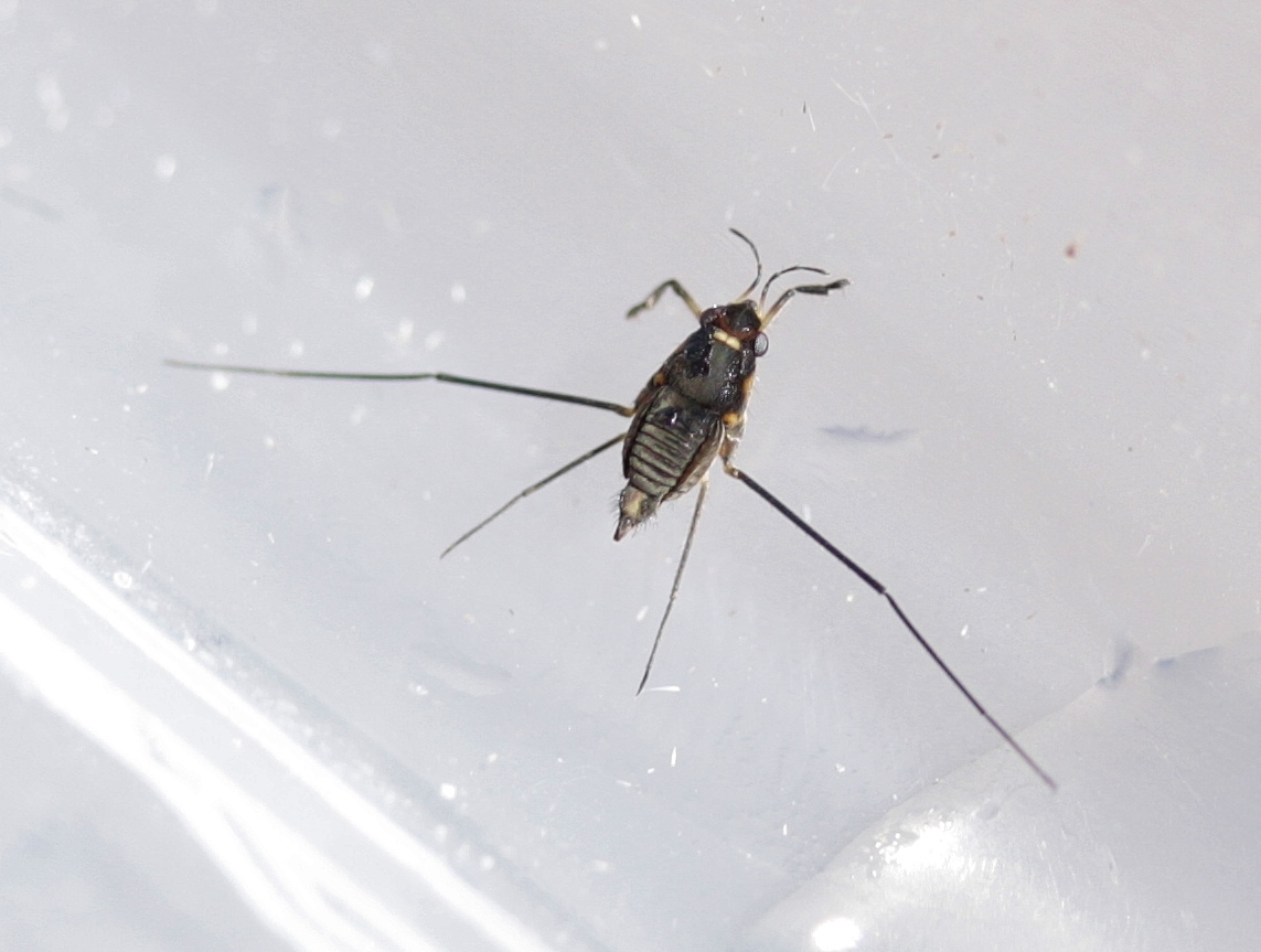 INSECTOS DE P.R. In Memoriam Dr Luis F Martorell y Dr Alain Liogier ,DR ...