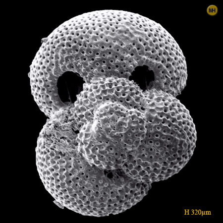 Variety of Life: Globigerinidae