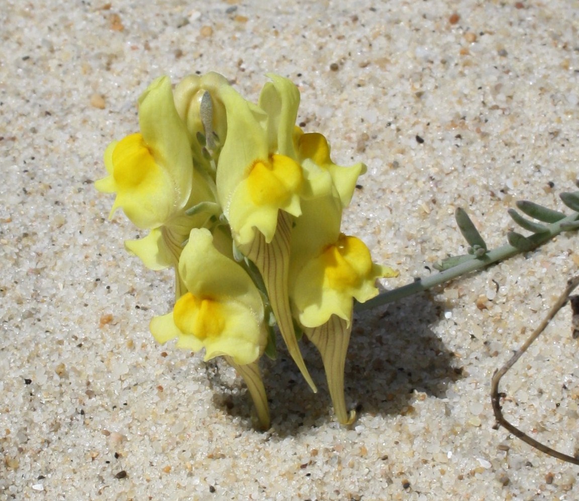 Plantas: Beleza e Diversidade: Ansarina-da-praia (Linaria polygalifolia ...