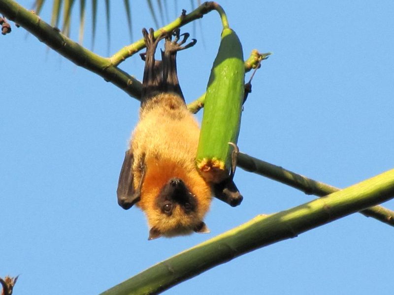 Mayotte l’île au lagon: Faune & Flore