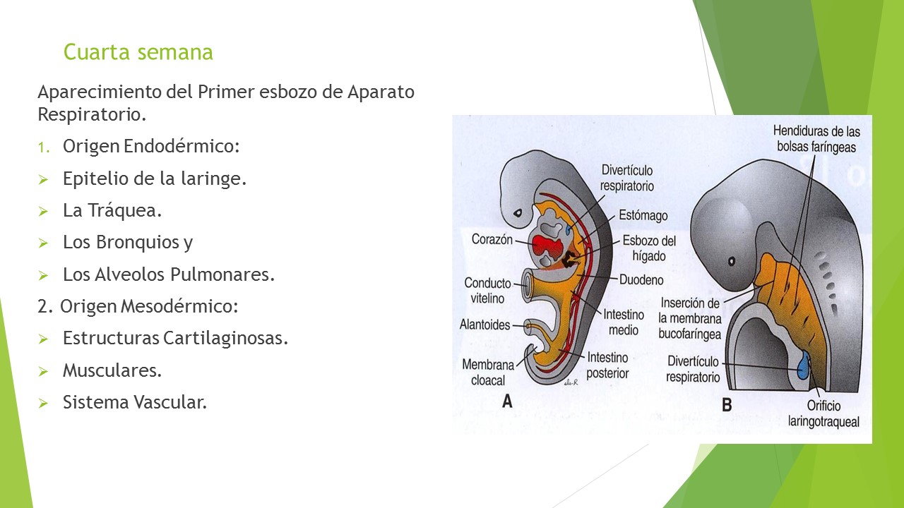 Histoembriologia: EMBRIOLOGÍA DEL SISTEMA RESPIRATORIO