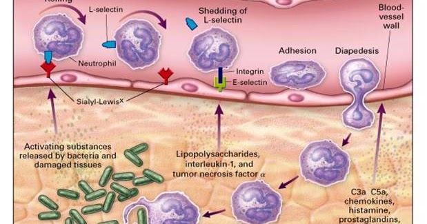 Medicina Resúmenes: Inflamacion aguda II