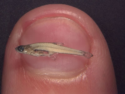 Fisheries Exploration & Conservation (Fishexcos): World's Smallest ...