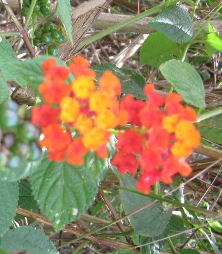 Lantana (Kongini Poovu) | KERALA NATURE AND AYURVEDA