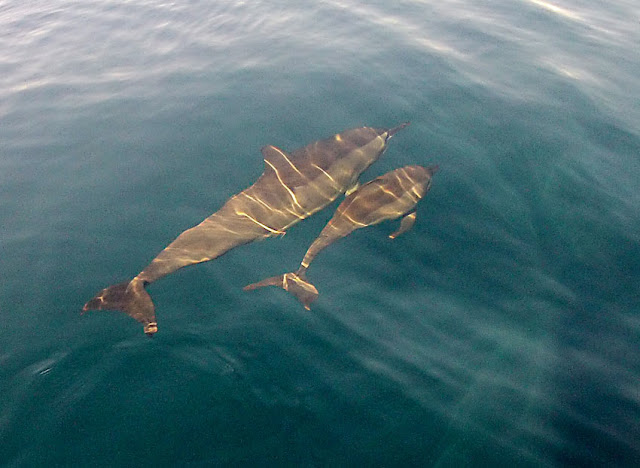 Dolphin Watching in Puerto Princesa